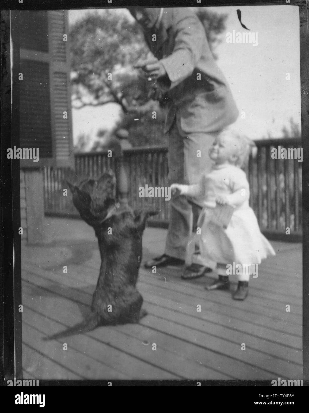 Duffy dog hi-res stock photography and images - Alamy