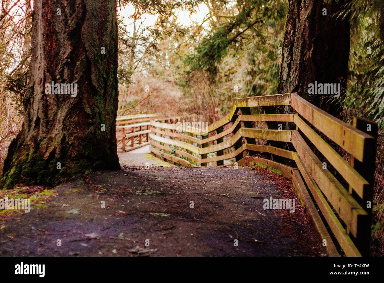 Narrow wooden pedestrian trail hi-res stock photography and images - Alamy
