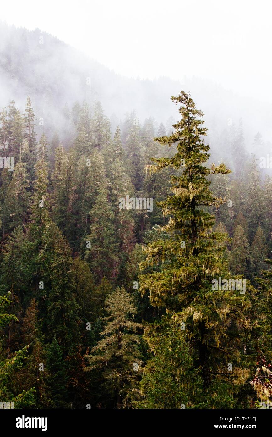Beautiful scenery of an amazing wild forest with breathtaking greenery ...