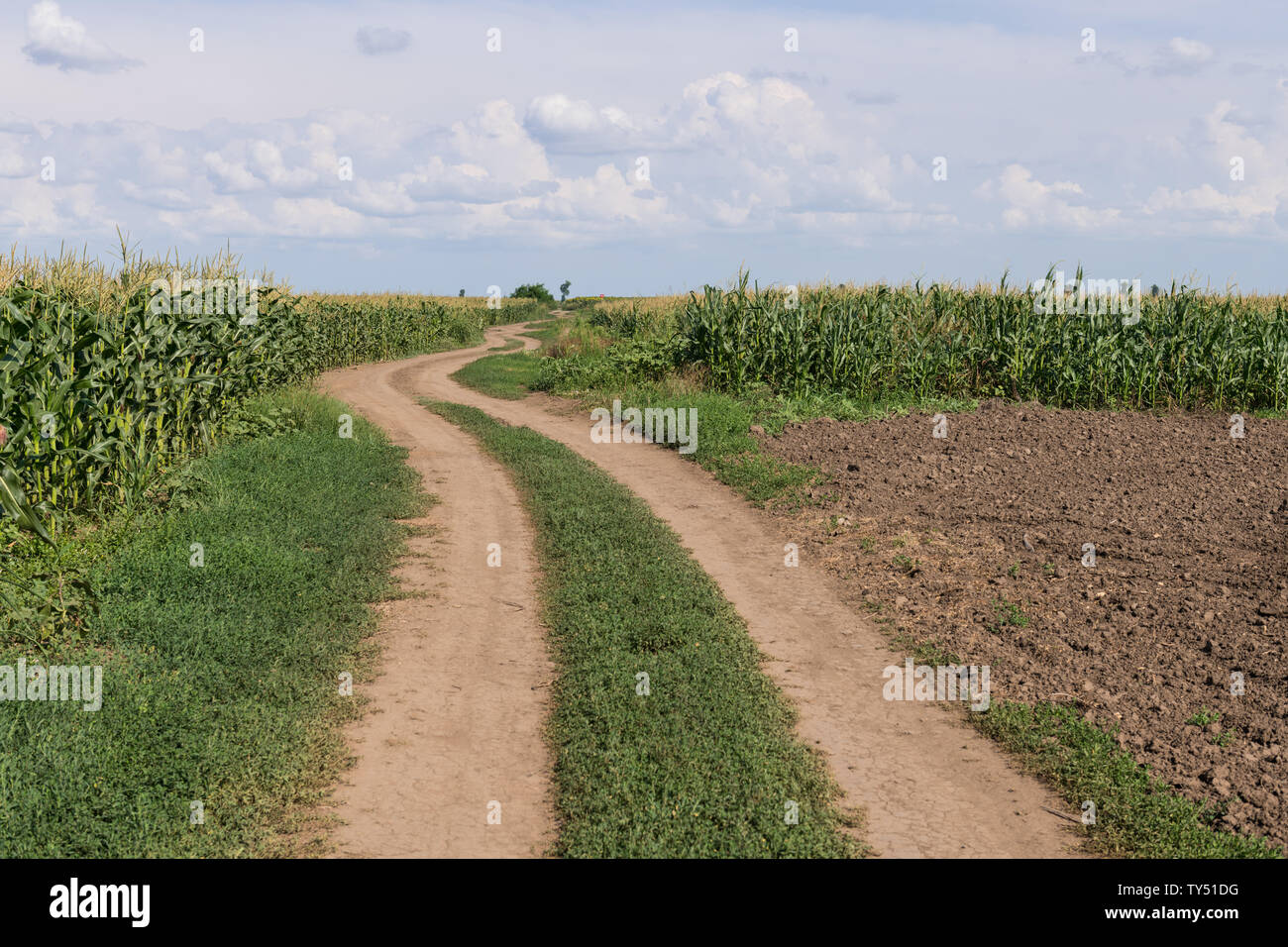 Rural mud road between agricultural fields in summer time Stock Photo ...