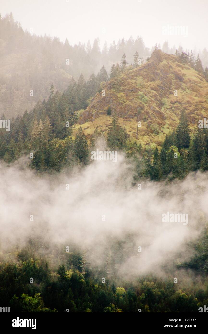 Beautiful scenery of an amazing wild forest with breathtaking greenery ...