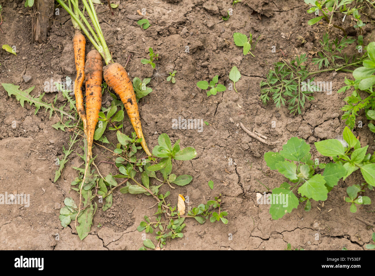 Freshly picked organic carrots on vegetable mud bed background Stock ...