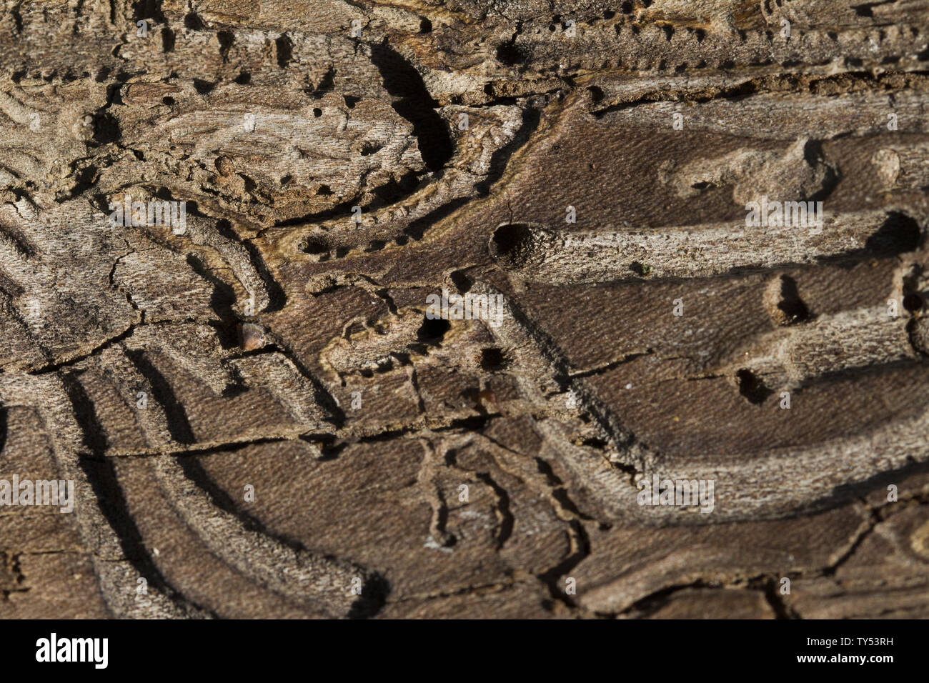 detailed view of a dead tree and its trunk after losing the bark ...