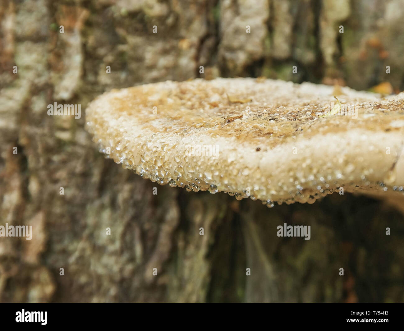 Tarkine forest hi-res stock photography and images - Alamy
