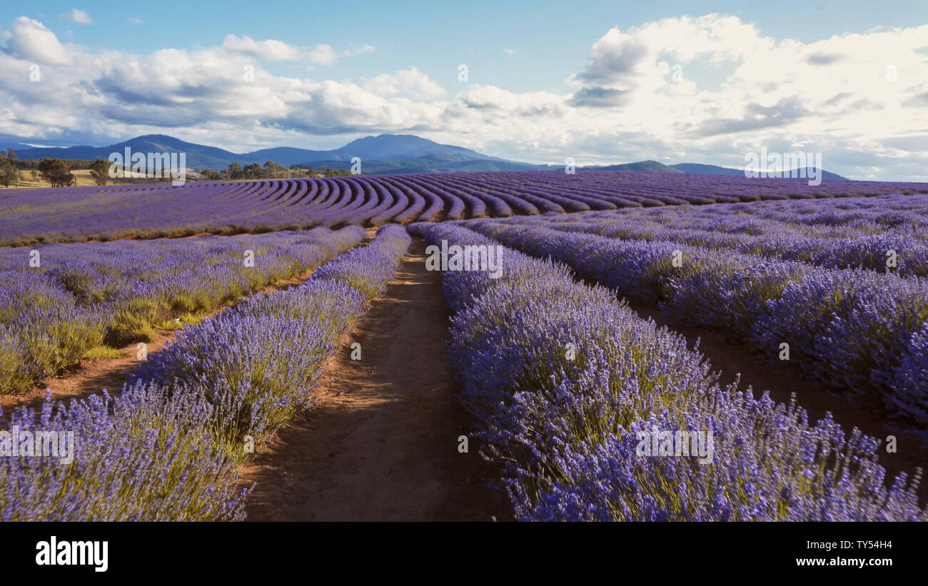 Gimbal tree hi-res stock photography and images - Alamy