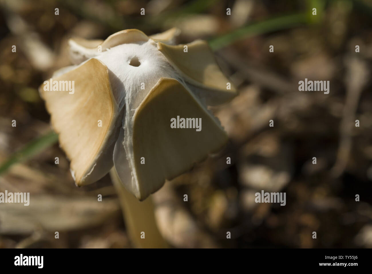 Close Up Mushrooms In The Grass,. square mushroom cap Stock Photo - Alamy