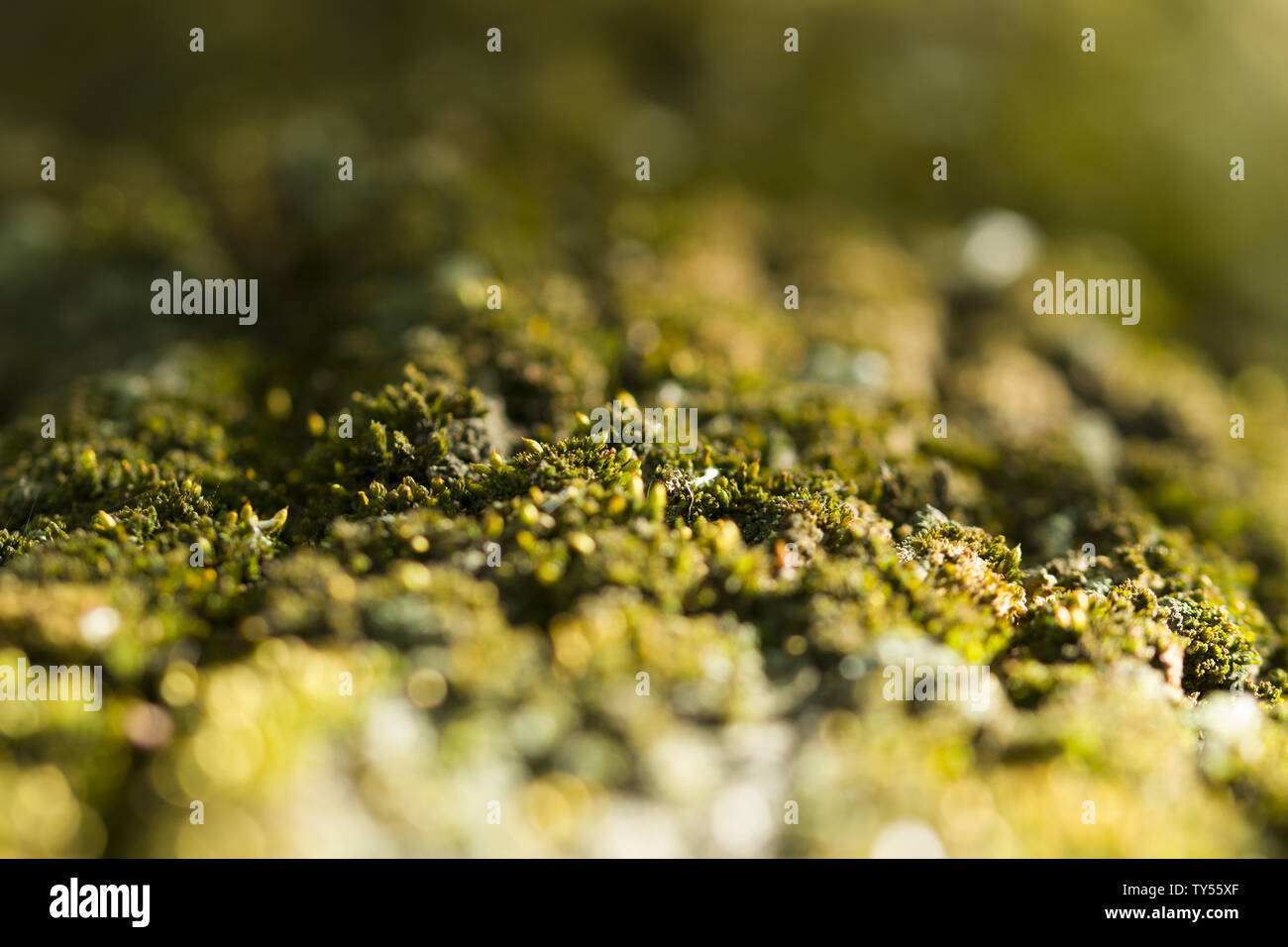 Moss texture. Moss background. Green moss on grunge texture, background ...