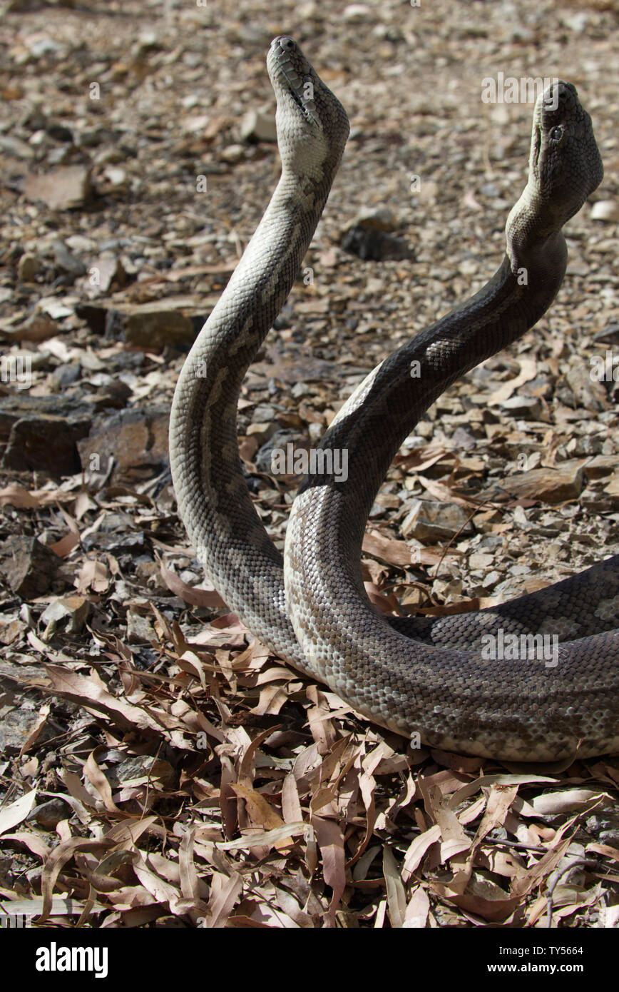 Mating Coastal Carpet Pythons Queensland Australia Stock Photo - Alamy