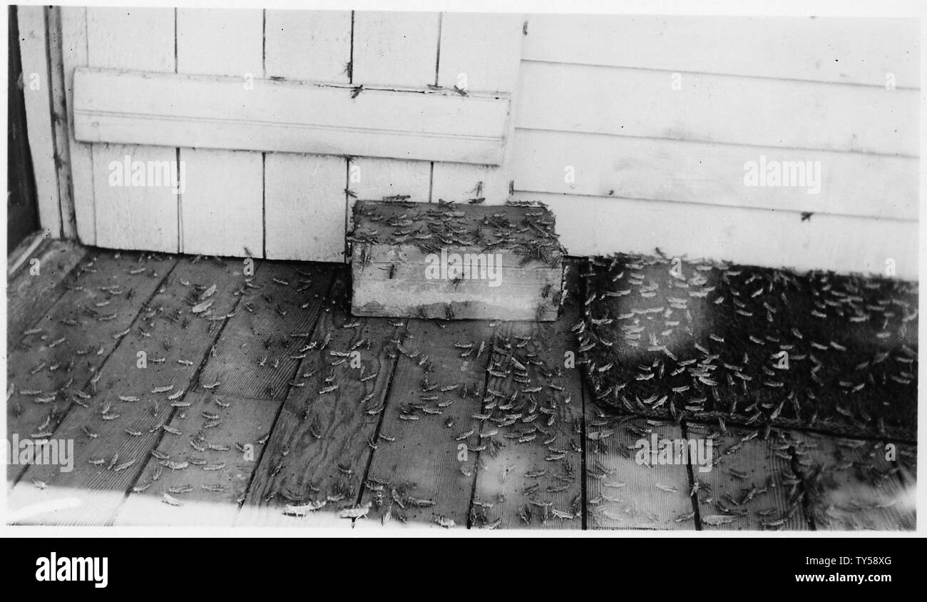 Grasshoppers; Scope and content: Grasshoppers on window screen, tree ...