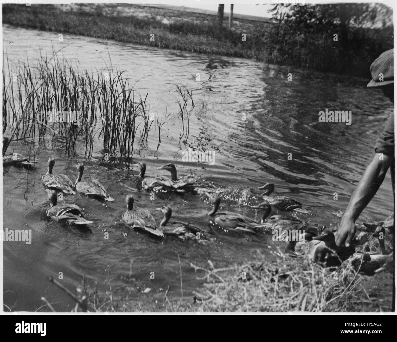 Ducks on shore Black and White Stock Photos & Images - Alamy