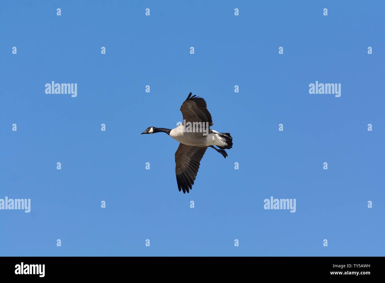 Lone canada goose hi-res stock photography and images - Alamy