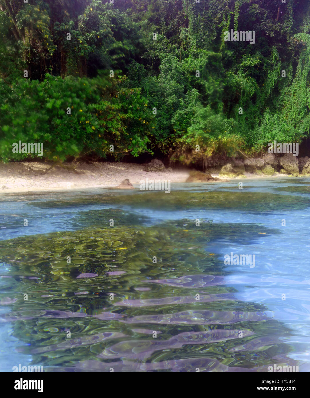 Healthy coral next to beach of rainforested island, Elephant Island ...