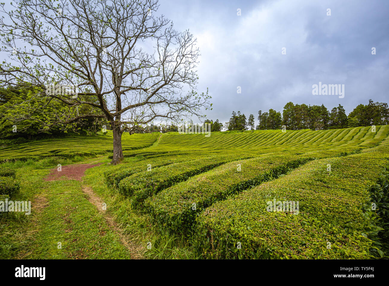 Unique tea plantations on Sao Miguel island, Azores archipelago ...
