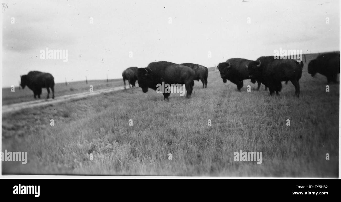 Herd of buffalo roam the range Stock Photo - Alamy
