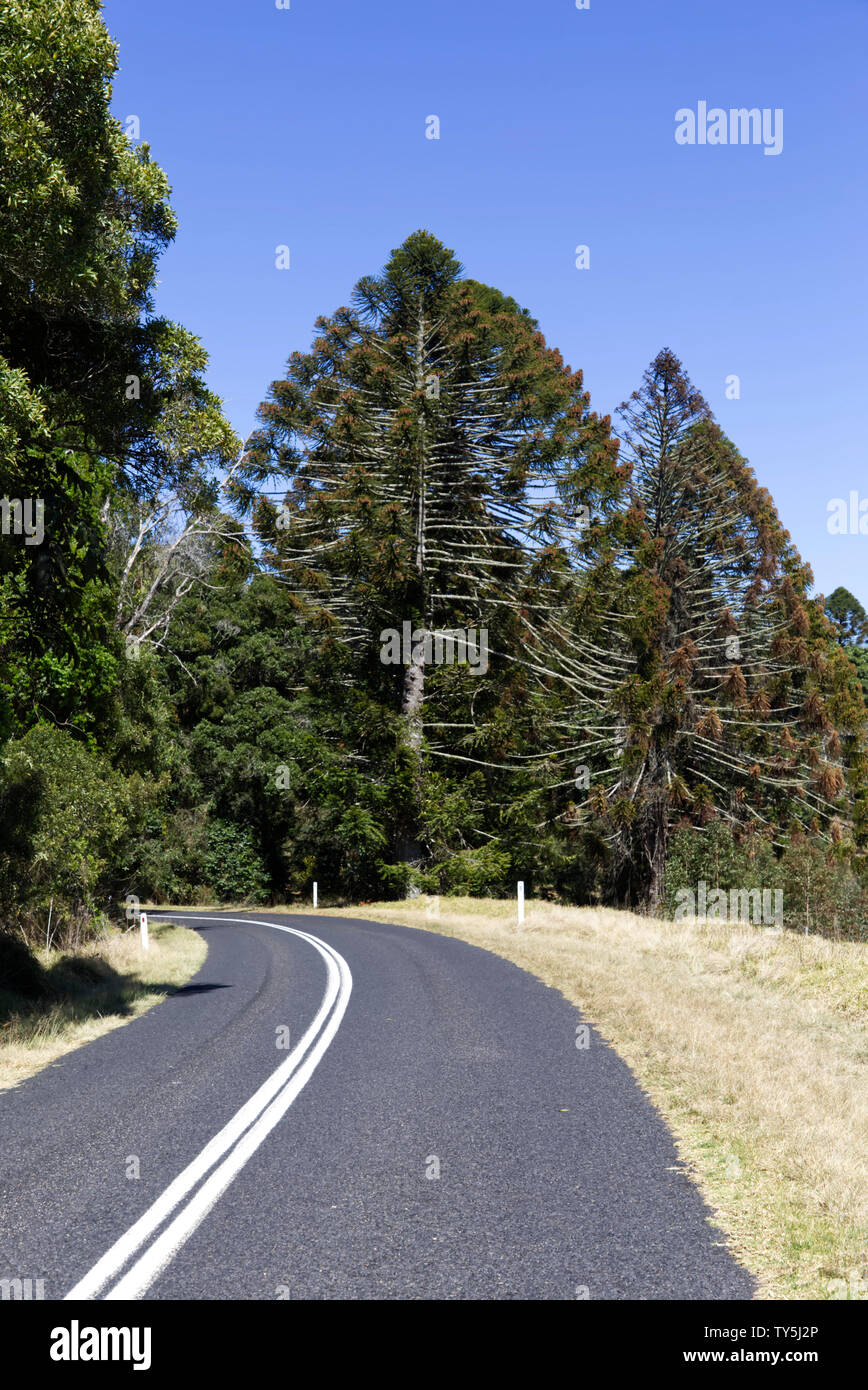 Road into Bunya Mountains National Park Stock Photo - Alamy
