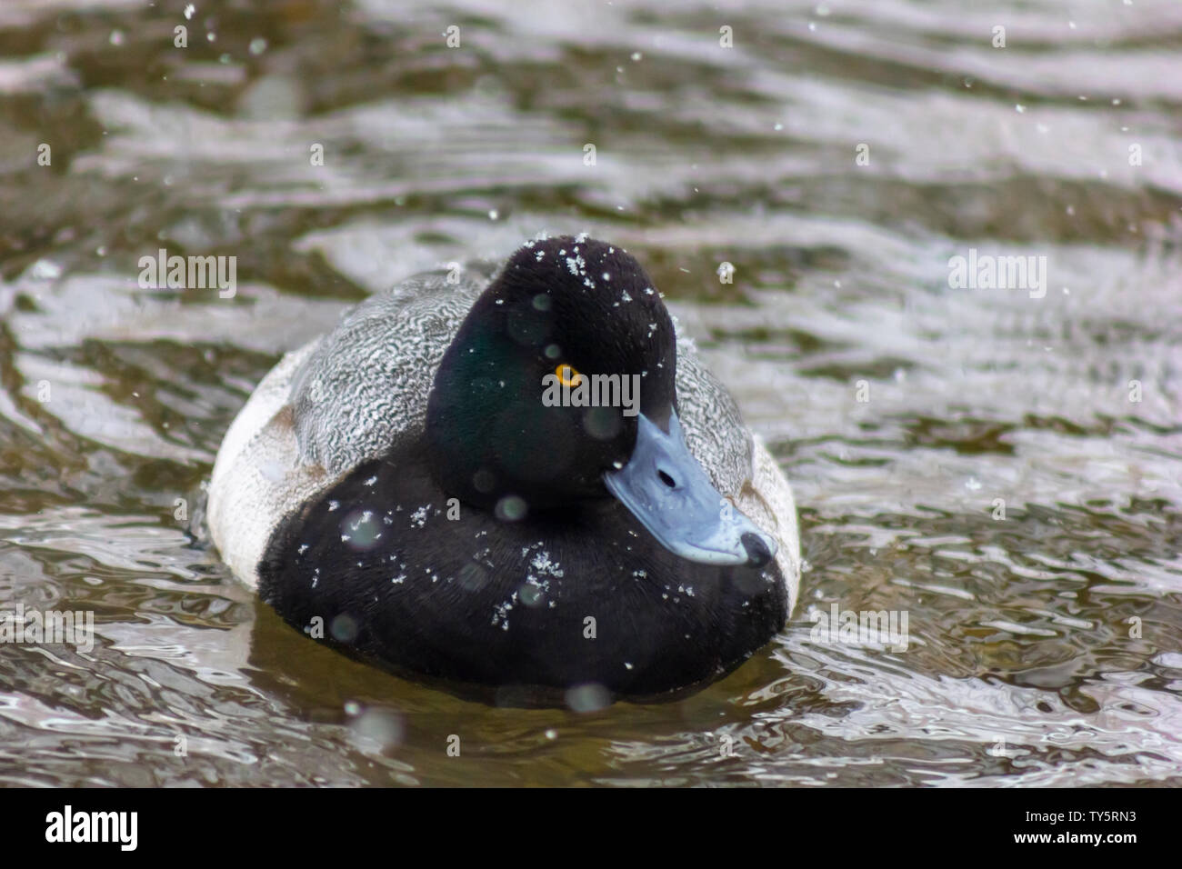 Spotted lake canada hi-res stock photography and images - Alamy