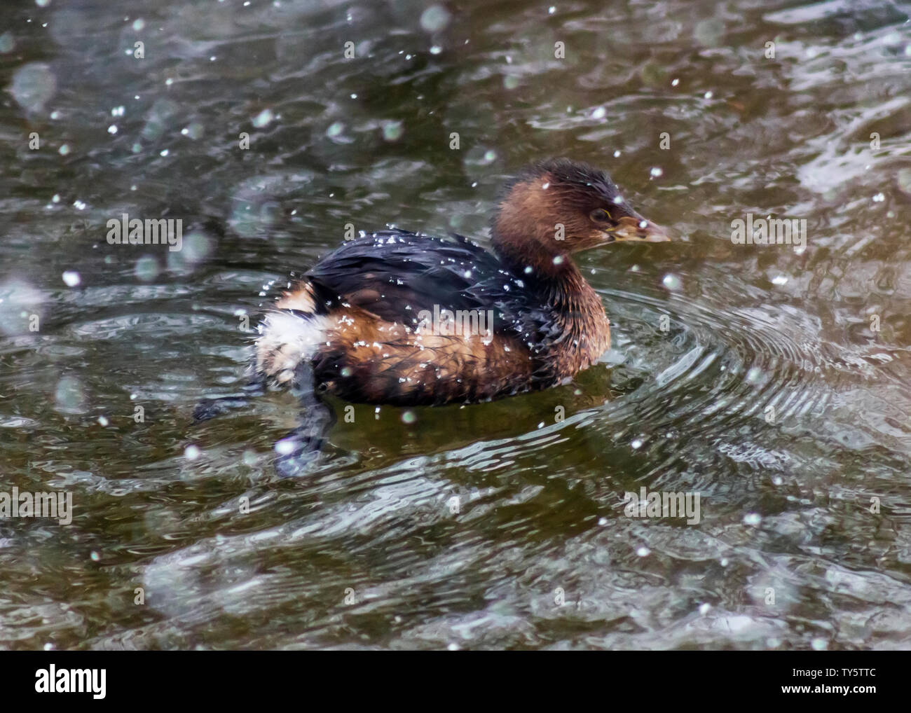 Beautiful pie billed grebe swimming in Burnaby Lake, British Columbia ...