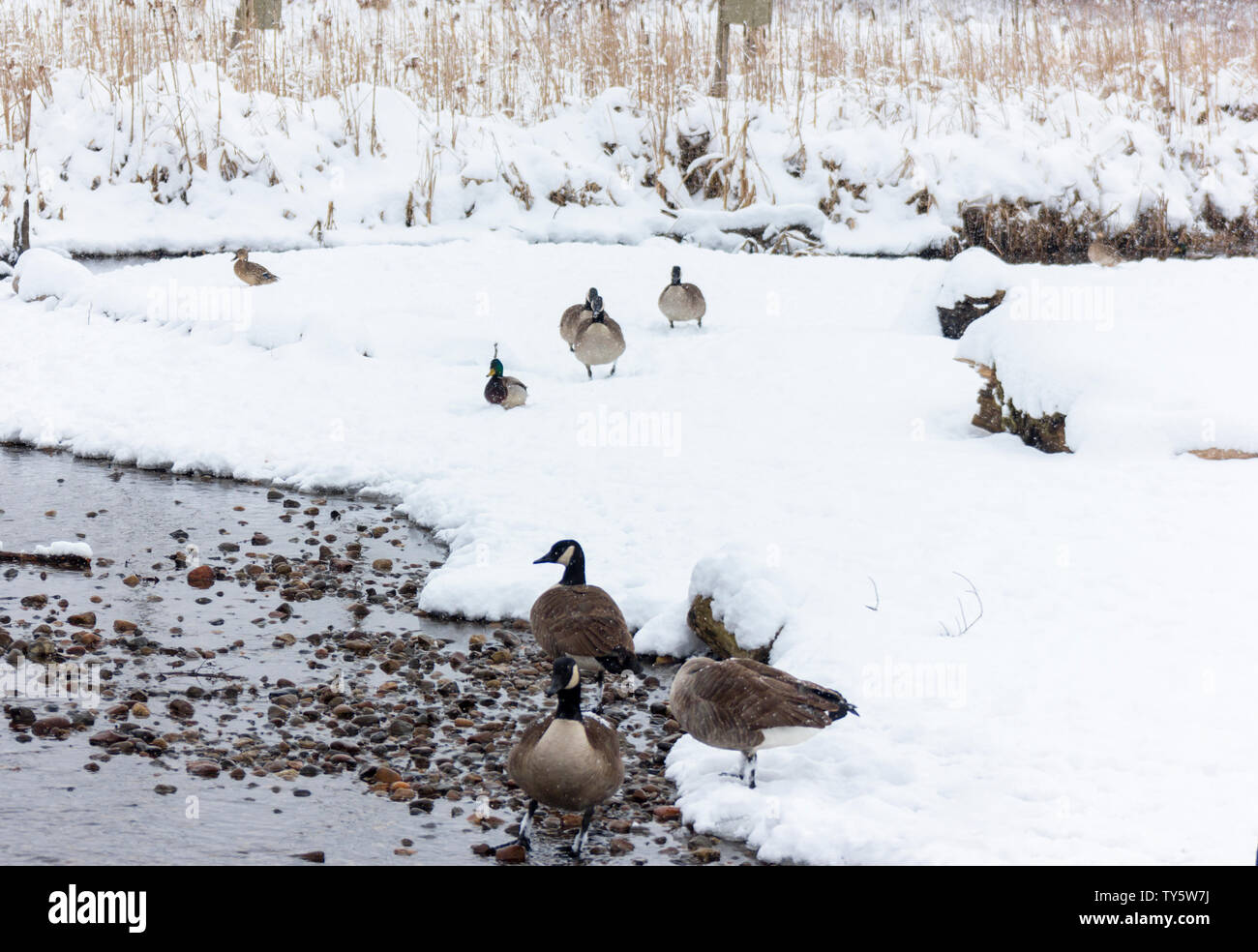 Beautiful canada geese in the snowfall in the winter. Stunning winter ...