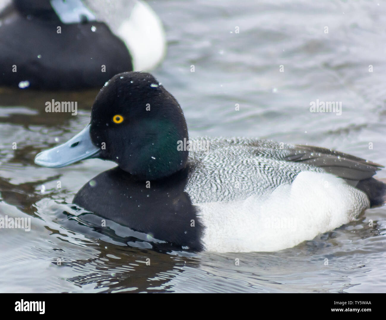 Spotted lake canada hi-res stock photography and images - Alamy