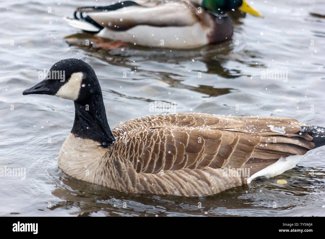 Crackling goose hi-res stock photography and images - Alamy