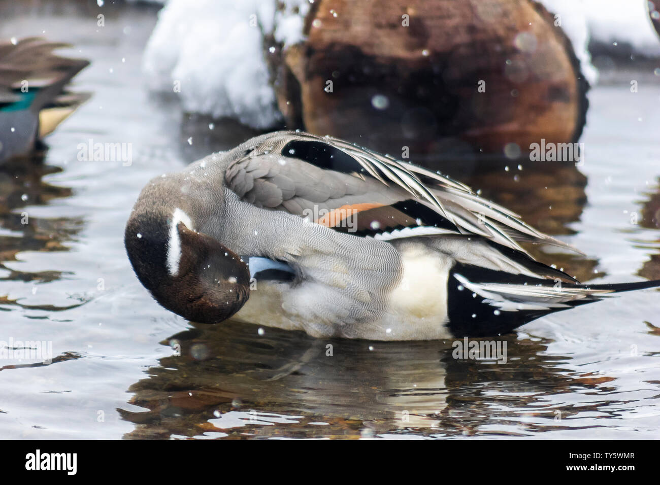 Birds of burnaby lake hi-res stock photography and images - Alamy