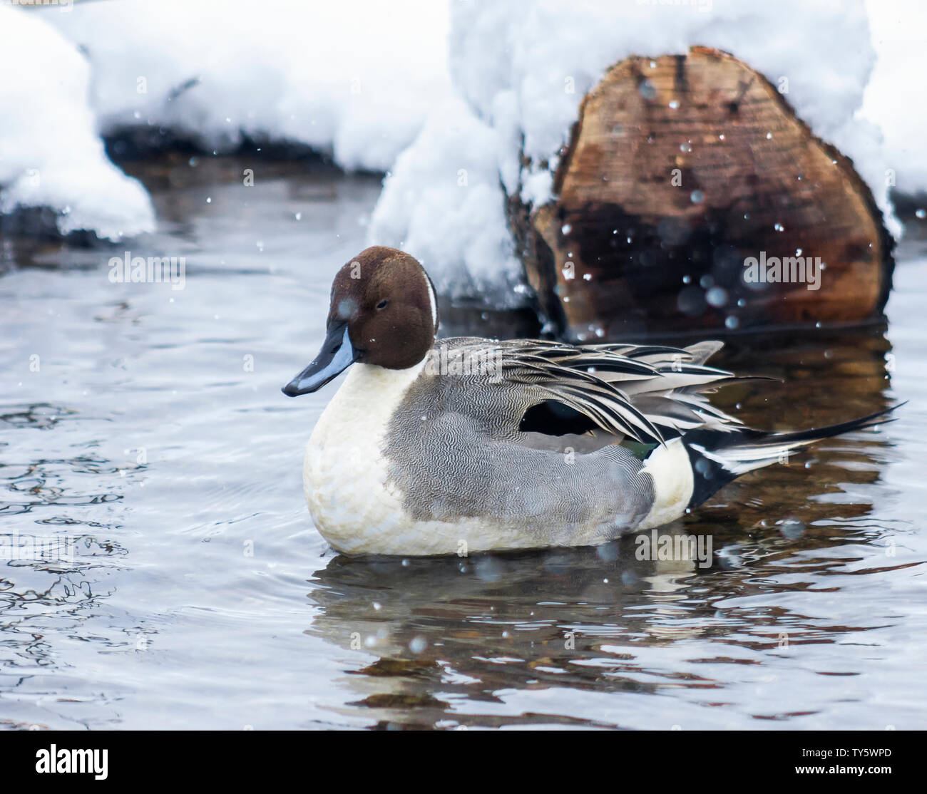 Northern pintail male duck, in Burnaby Lake, British Columbia, Canada ...