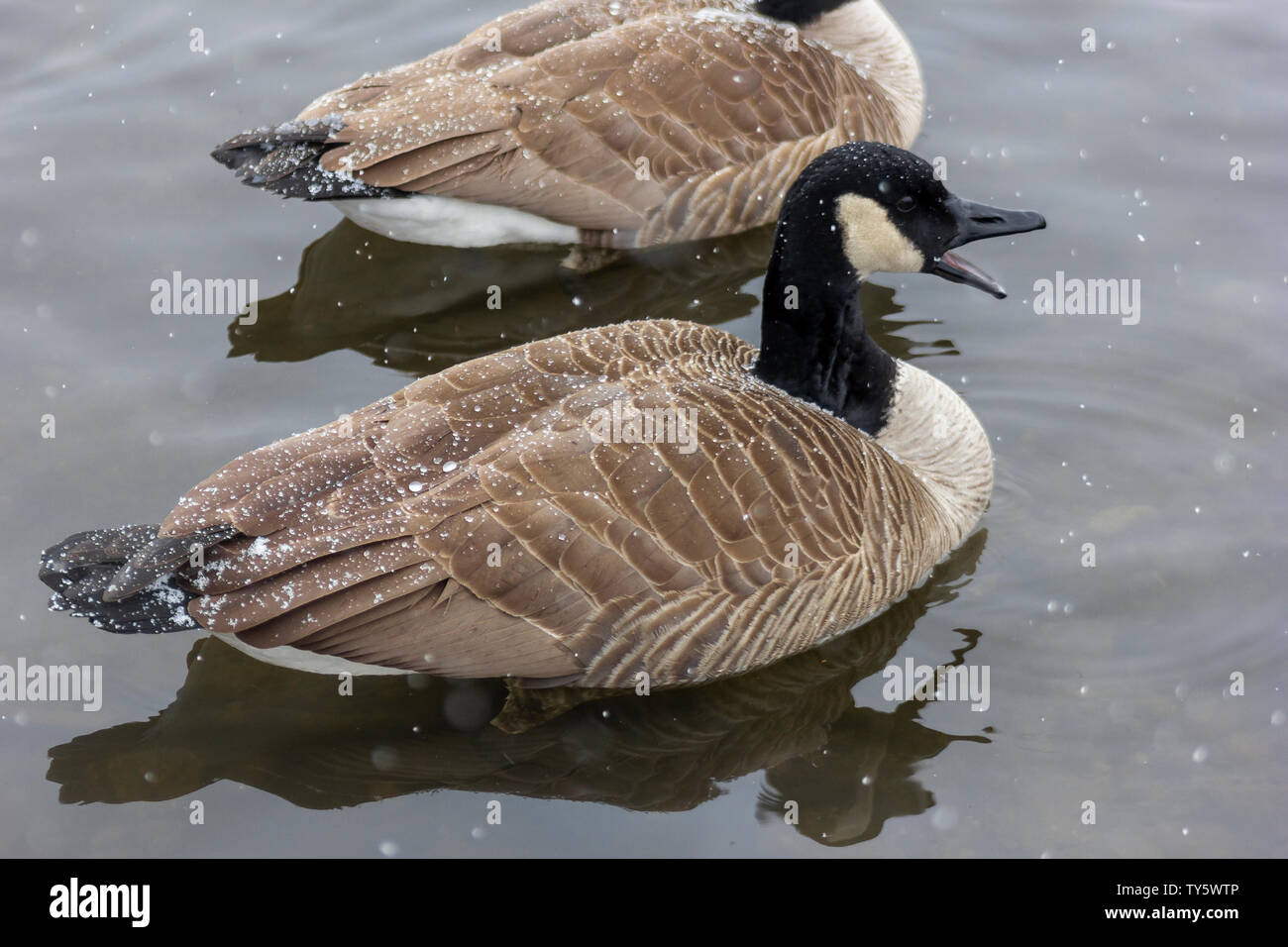 Beautiful Crackling Goose swimming in the lake, in the snowfall ...