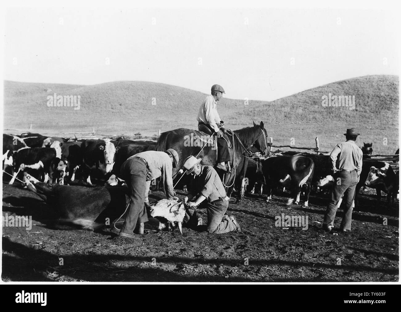 Indian cowboys working cattle Stock Photo - Alamy