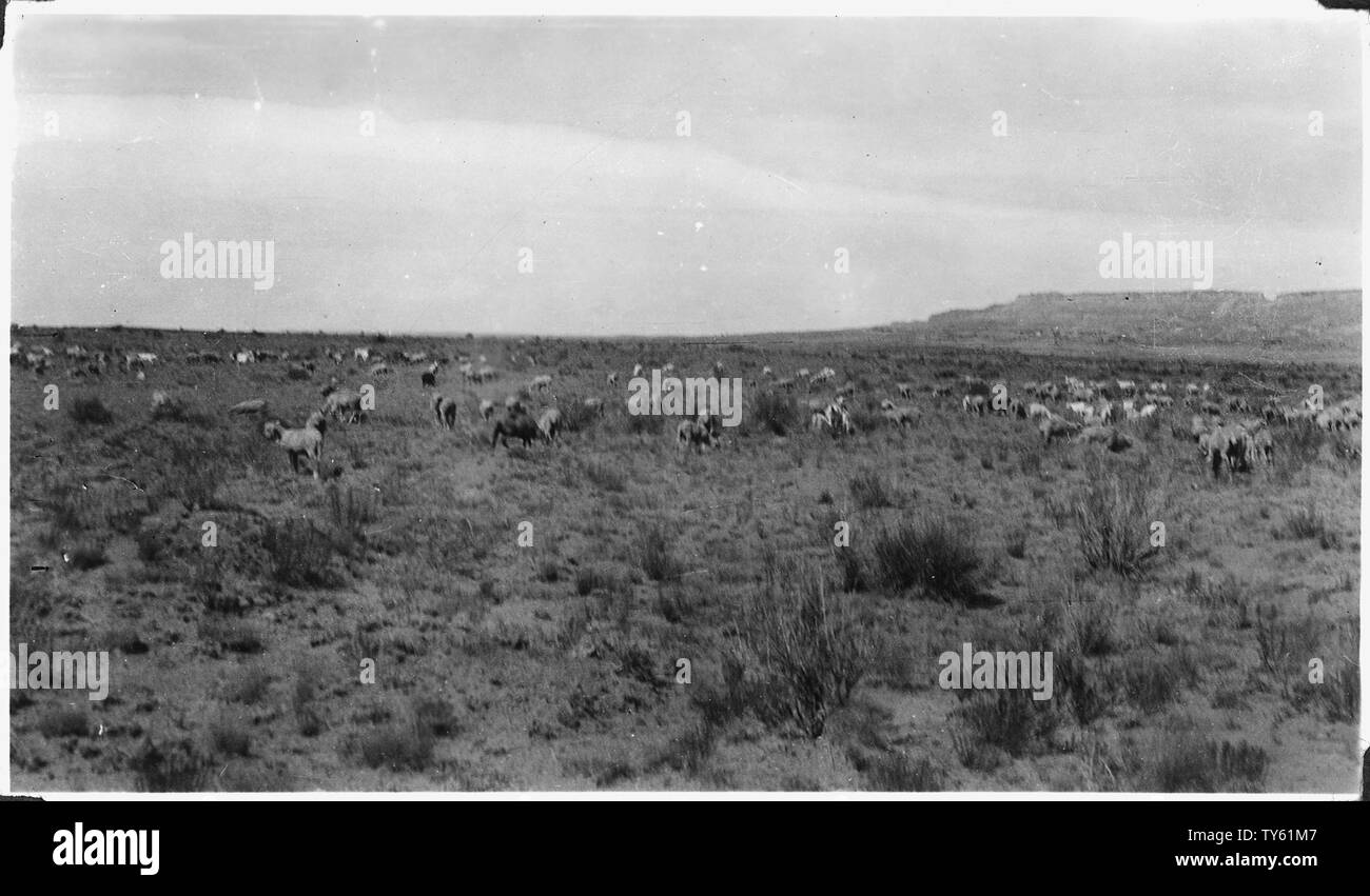 Indian sheep loose herding on open range Stock Photo - Alamy