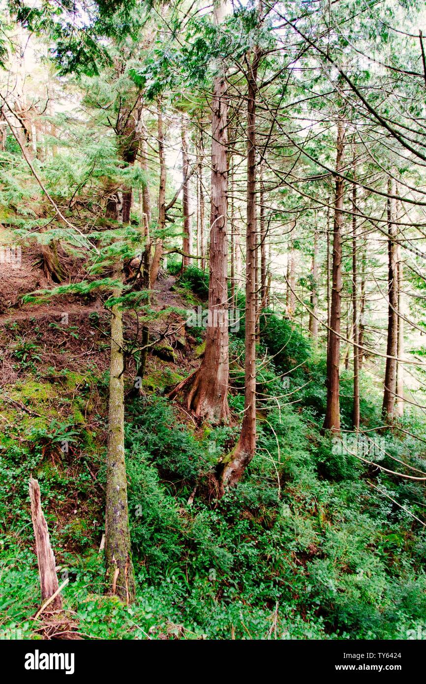 Amazing scenery of a beautiful forest Stock Photo - Alamy