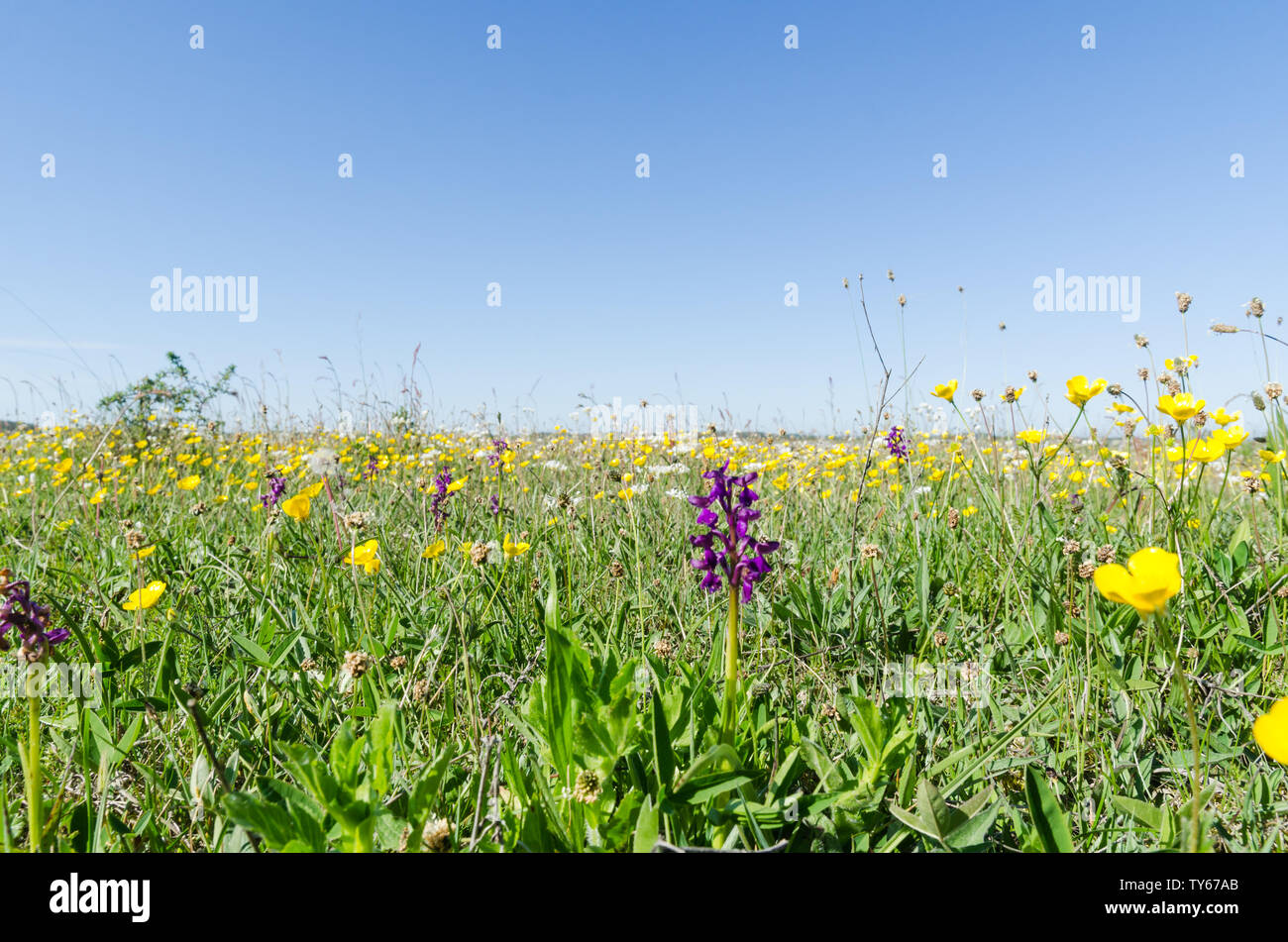Ground level image of a flowery field with wild growing flowers in ...
