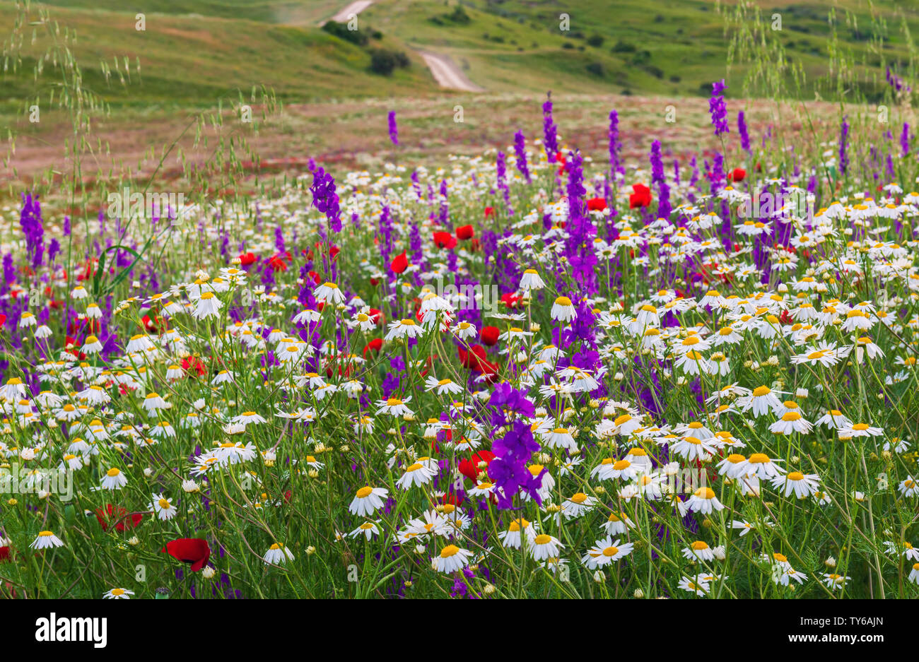 Highland wildflowers hi-res stock photography and images - Alamy
