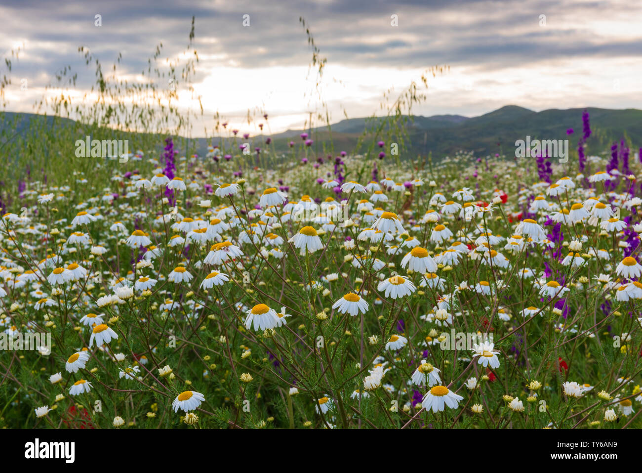 Highland daisy hi-res stock photography and images - Alamy