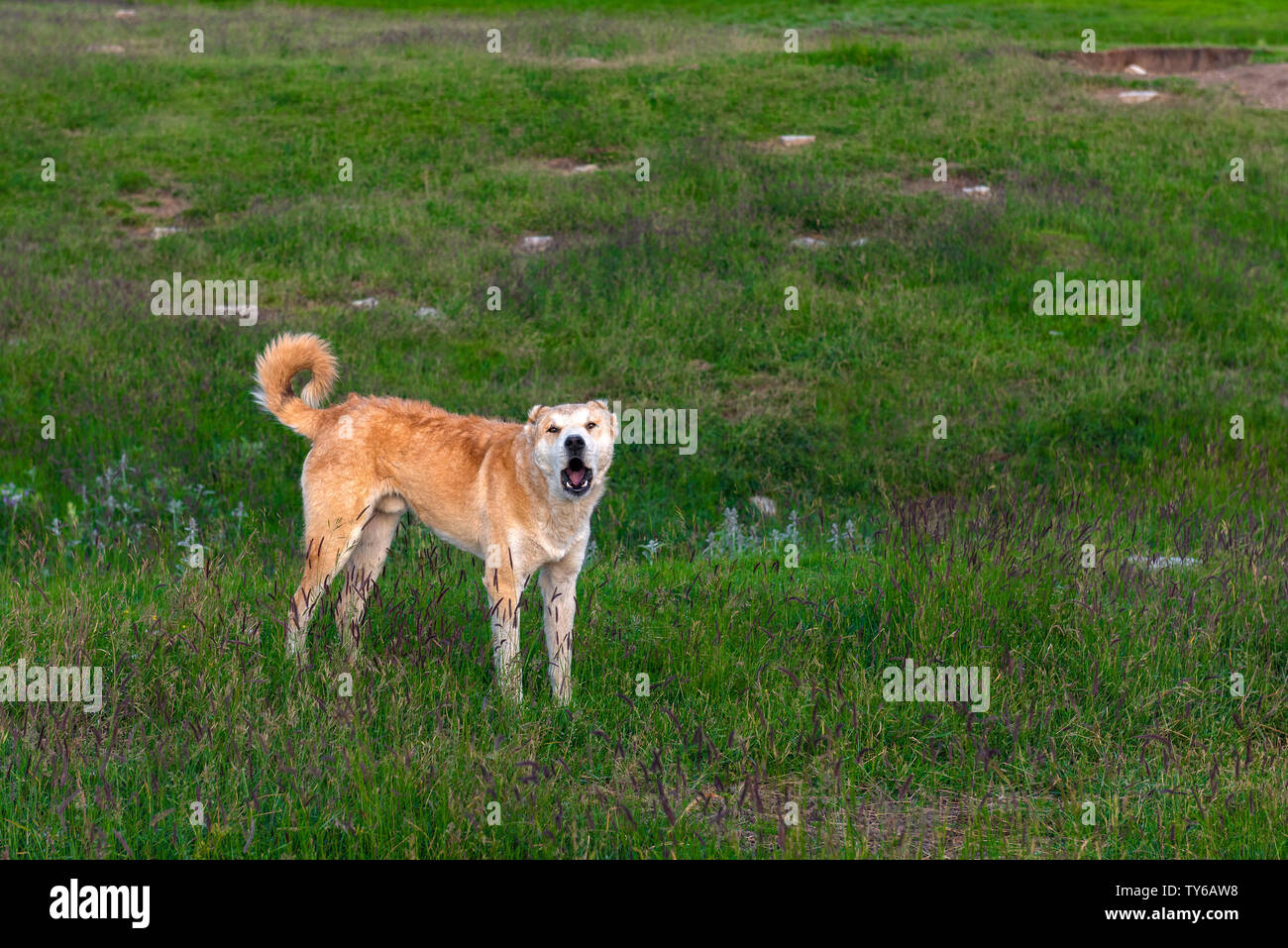 Angry shepherd dogs on meadow Stock Photo - Alamy