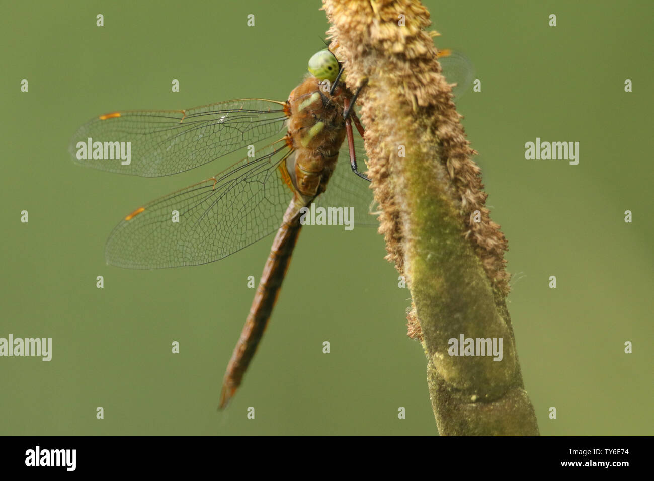 A beautiful Norfolk Hawker Dragonfly, Anaciaeschna isoceles, perching ...