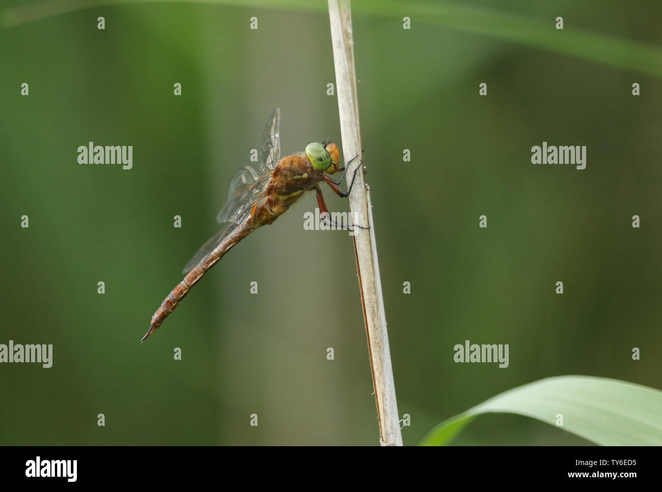 A beautiful Norfolk Hawker Dragonfly, Anaciaeschna isoceles, perching ...