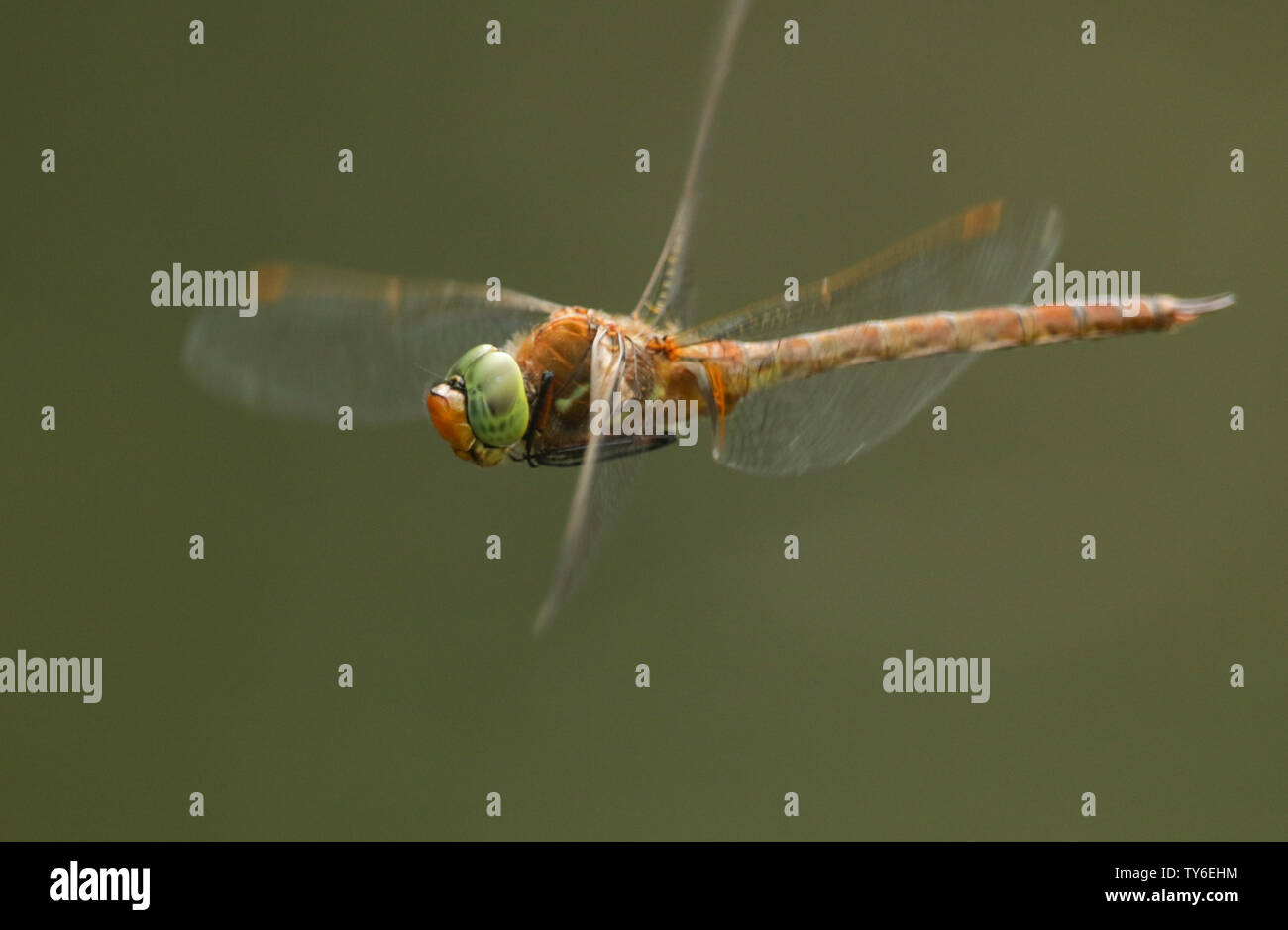 A beautiful Norfolk Hawker Dragonfly, Anaciaeschna isoceles, flying ...
