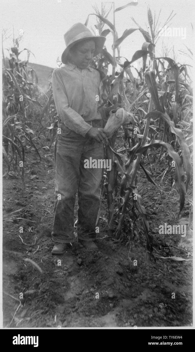 Jacob Jordan in his 4-H cornfield Stock Photo - Alamy