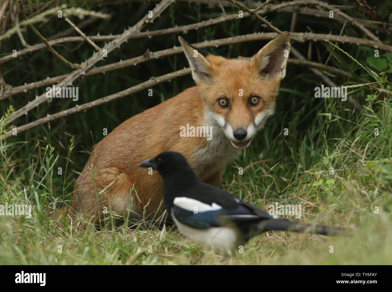 Baby magpie hi-res stock photography and images - Alamy