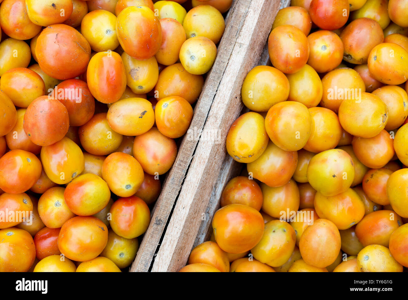 Local filipino tomato in the Philippines, closeup Stock Photo - Alamy