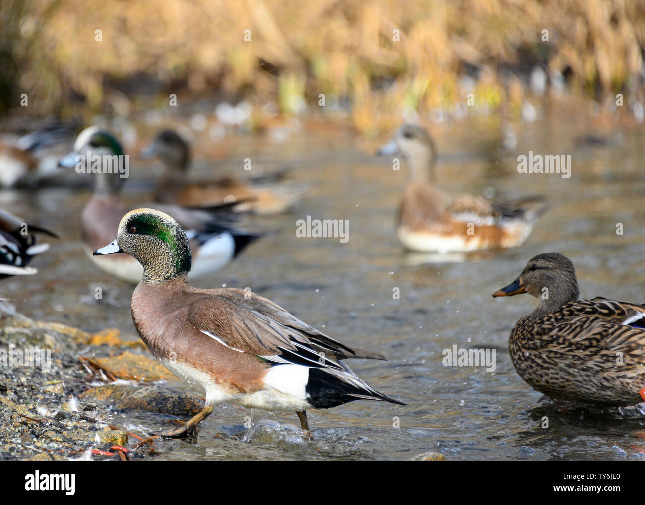 male American wigeon ducks walking in the winter. Brown and orange ...