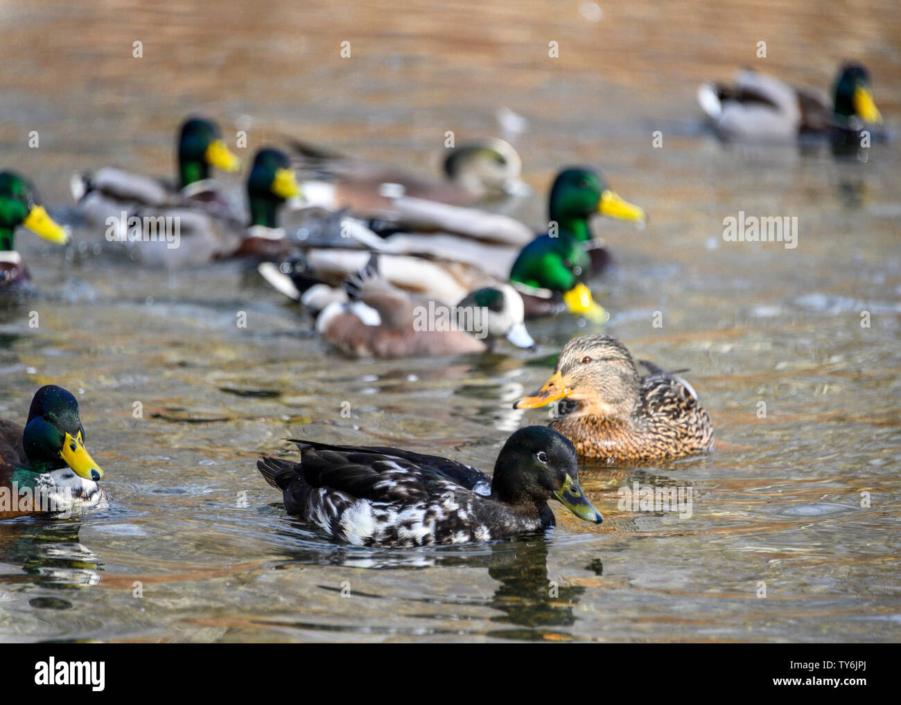 manky mallard male duck swimming in the winter. White spots on black ...