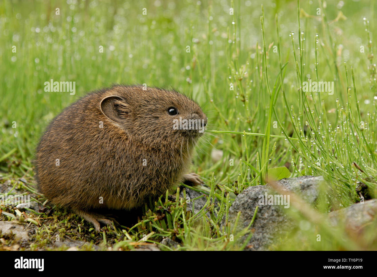 Close-up of plateau pika Stock Photo - Alamy