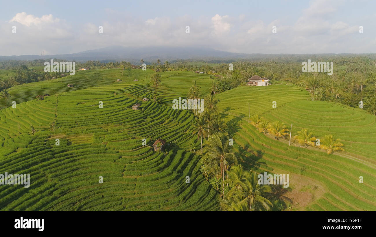 rice terrace and agricultural land with crops. aerial view farmland ...