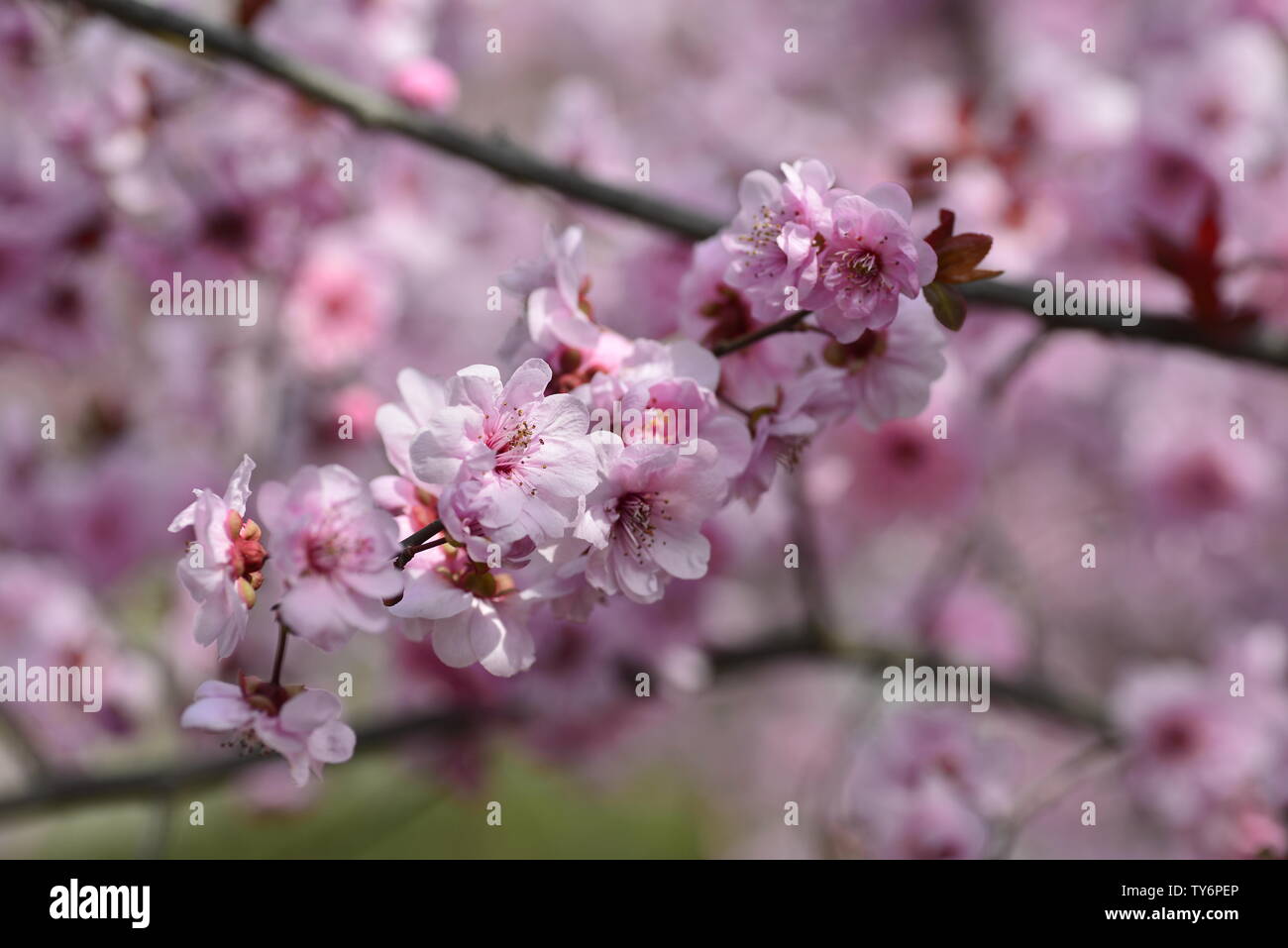 Peach blossom magnolia in spring Stock Photo - Alamy