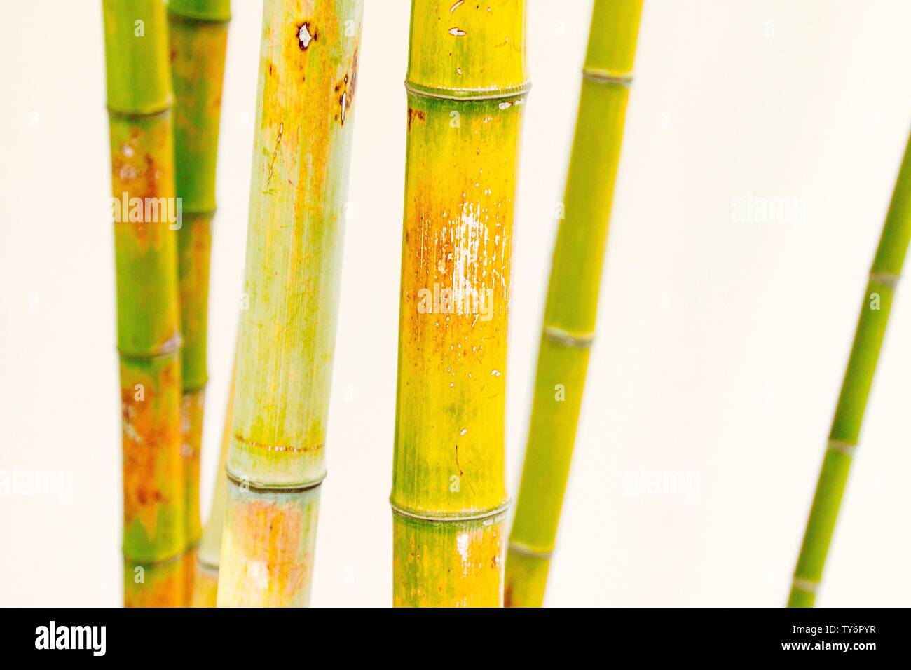 Closeup of bamboo tree branches with white background Stock Photo - Alamy