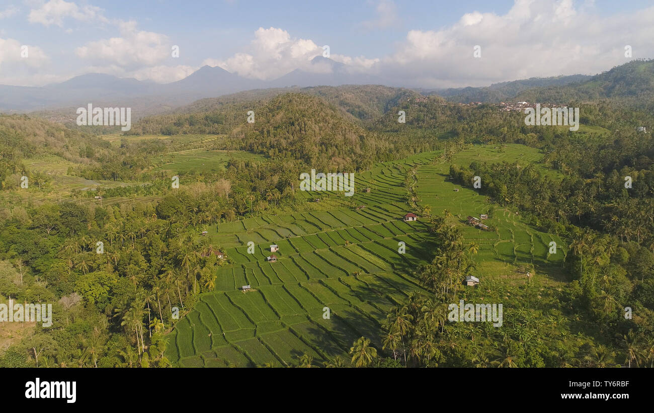green rice terraces, fields and agricultural land with crops. aerial ...