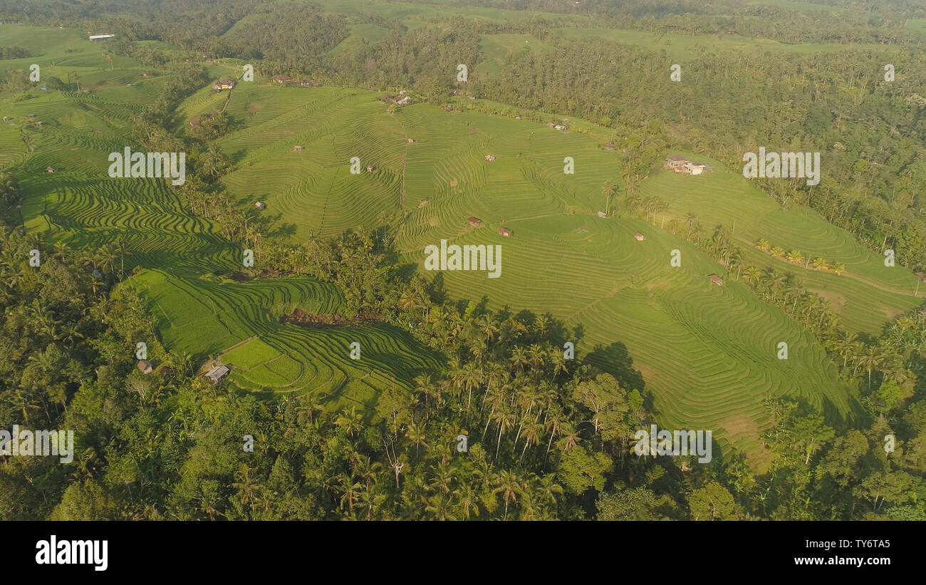 aerial view green rice terrace and agricultural land with crops ...