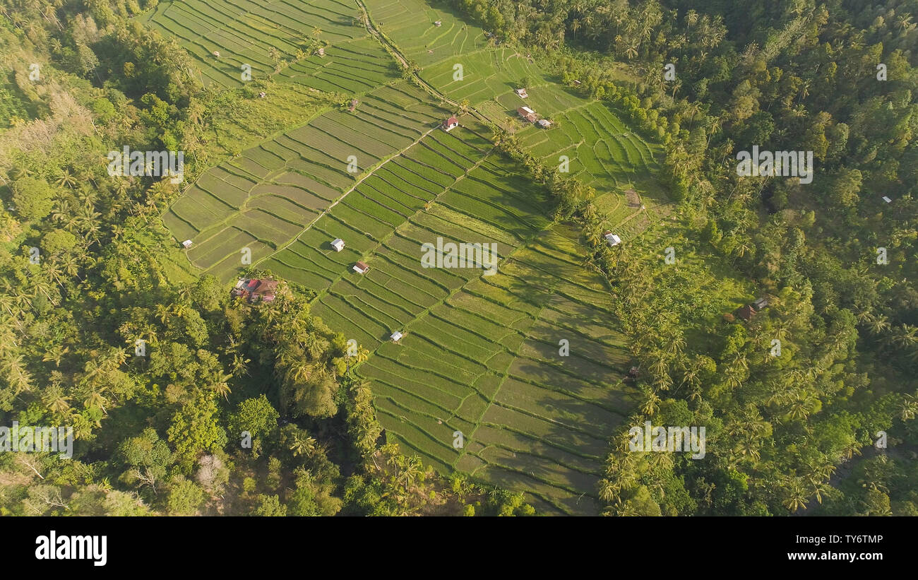 green rice terraces, fields and agricultural land with crops. aerial ...