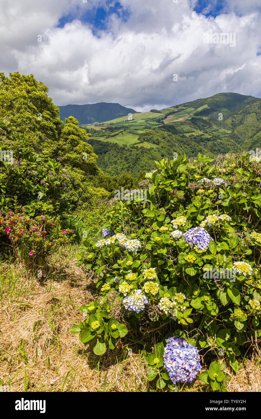 Wild growing hydrangeas on Sao Miguel island, Azores archipelago ...